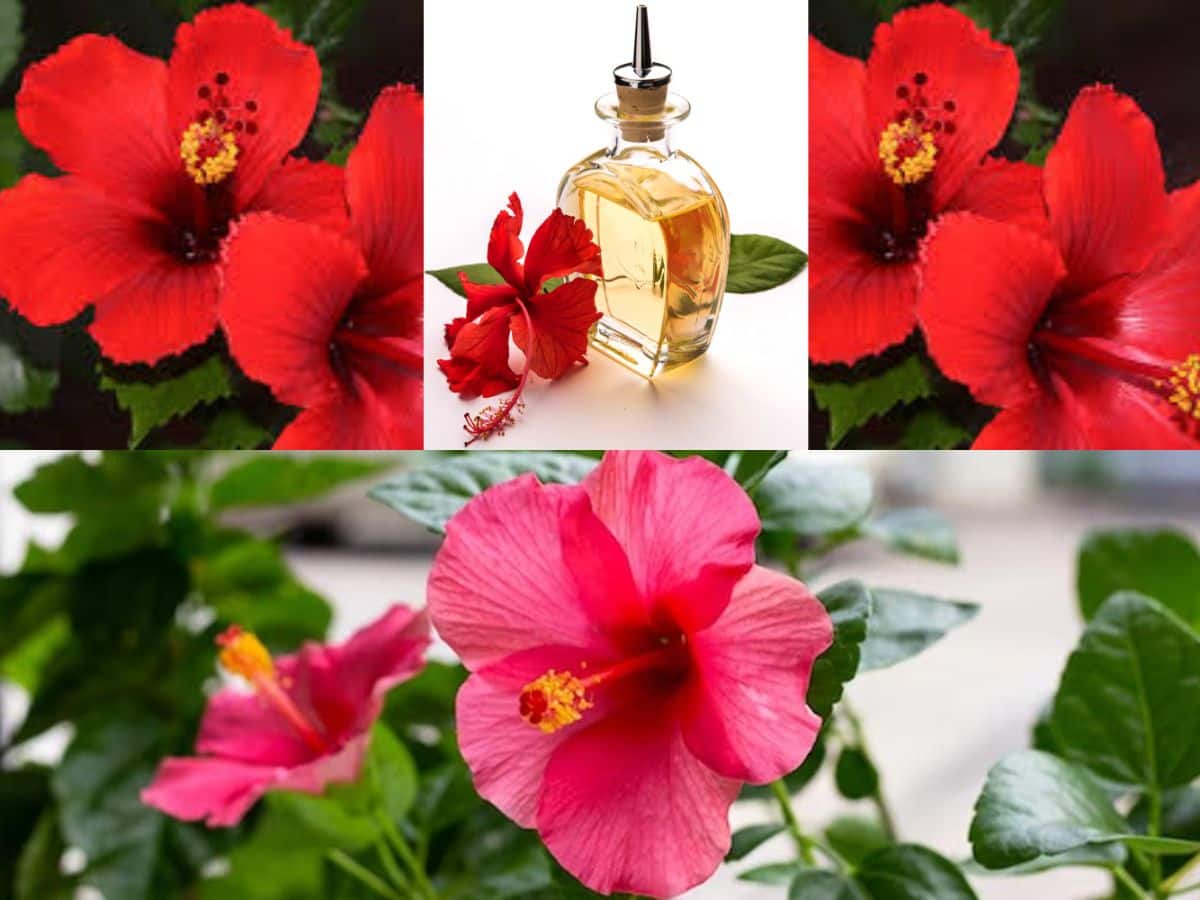 Sembaruthi Flower Which Blooms Health And Beauty | இந்த பூவை ...