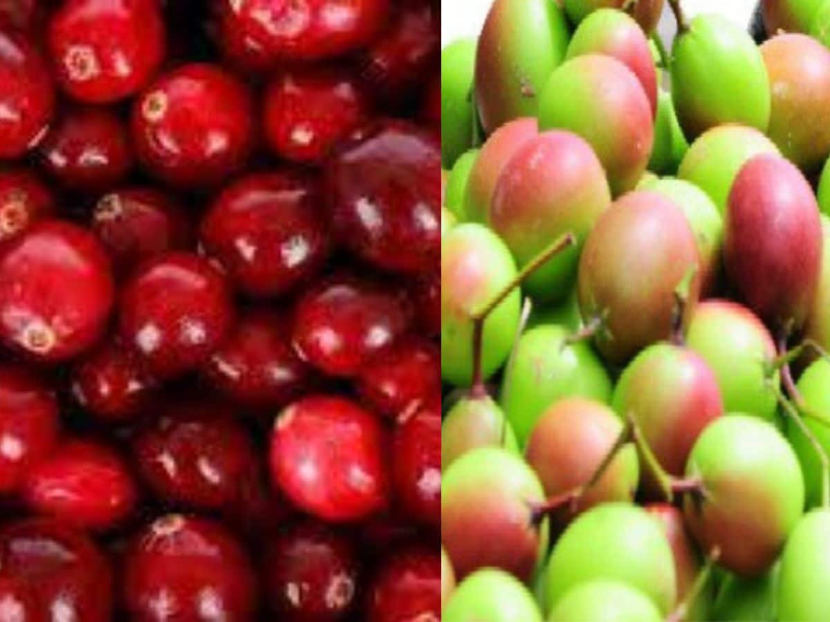 Carissa carandas Alias Kalakai Fruit Increases Hemoglobin | இரும்பாக ...