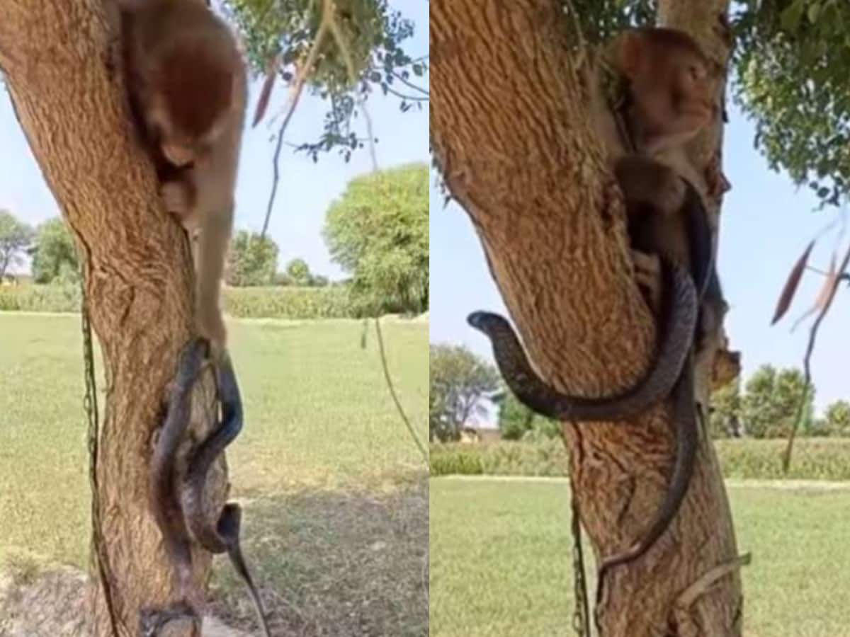 Viral Video Of Monkey Playing With Cobra In Tree Stunning Video | Viral ...