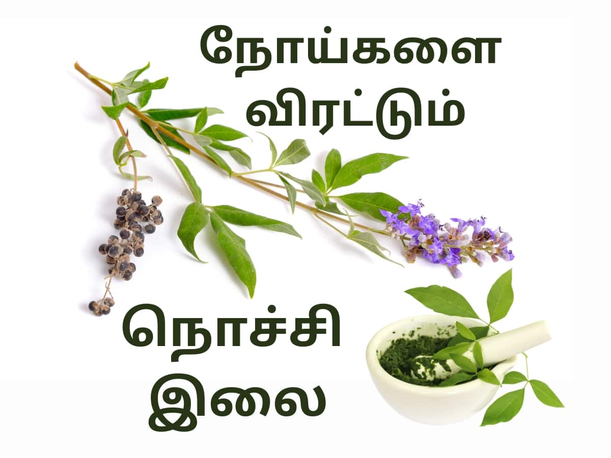 Amazing Medicinal Properties of Nochi Leaves | நொச்சி இலை... தலைவலி ...