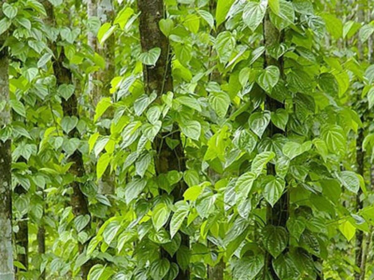 Good News For Betel Cultivation And Faremrs Subidy Latest Update ...