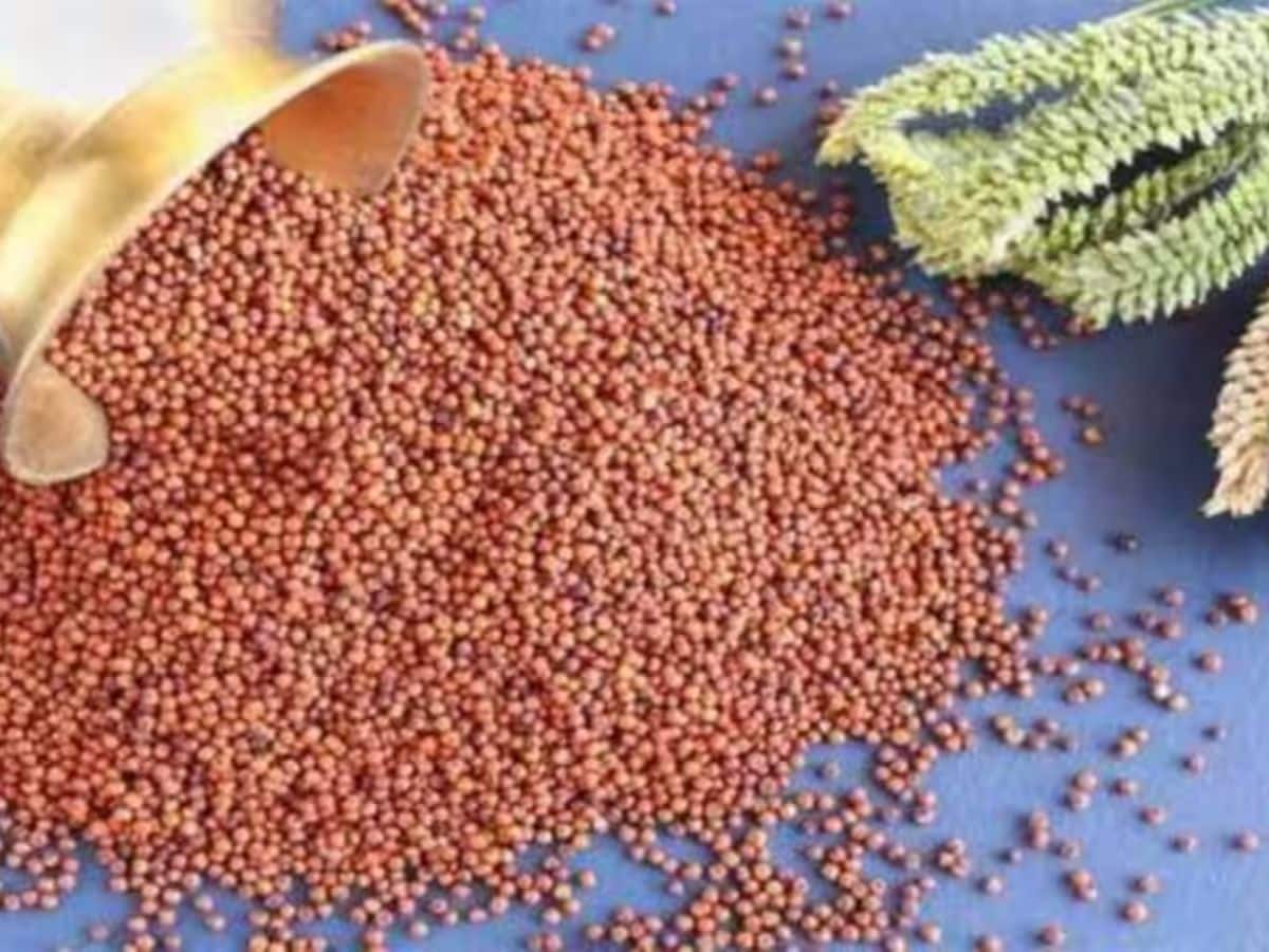 Benefits and Side Effects of Ragi | கேழ்வரகில் கொட்டிக்கிடக்கு ஏராளமான ...