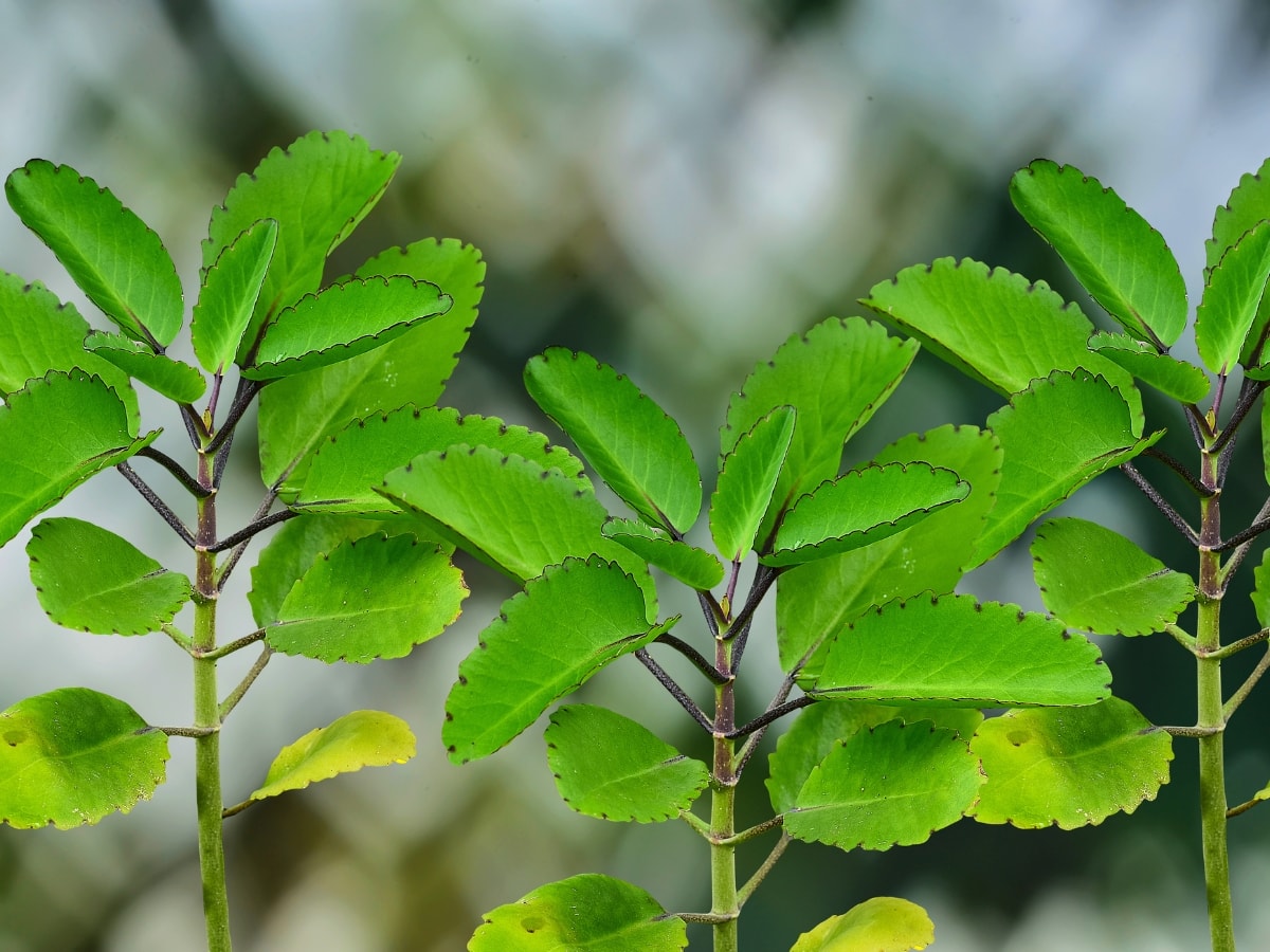 Numerous Medicinal Uses of Ranakilli Herb | உச்சி முதல் பாதம் வரை ...