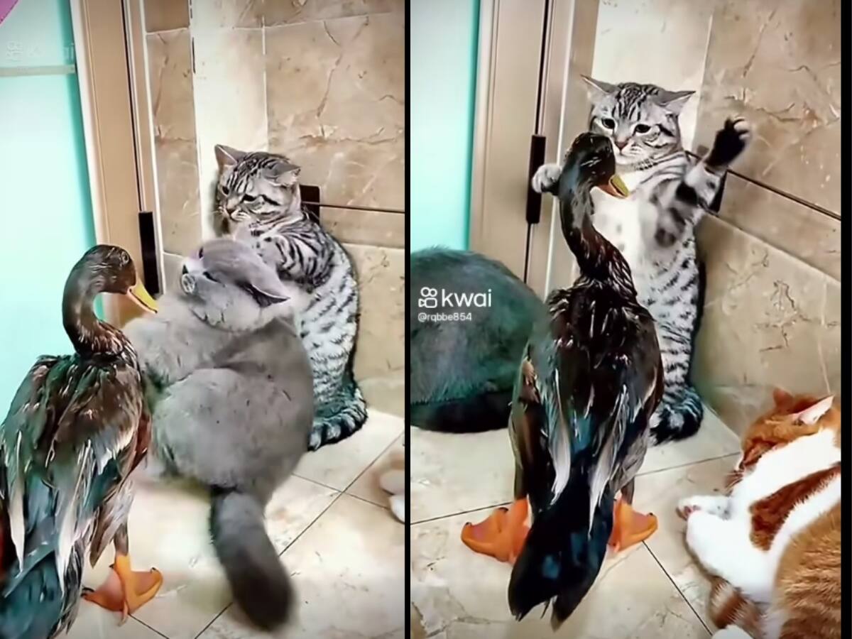 Funny Viral Video of Fight Between Duck and Cat | Viral Video: நானும் ...