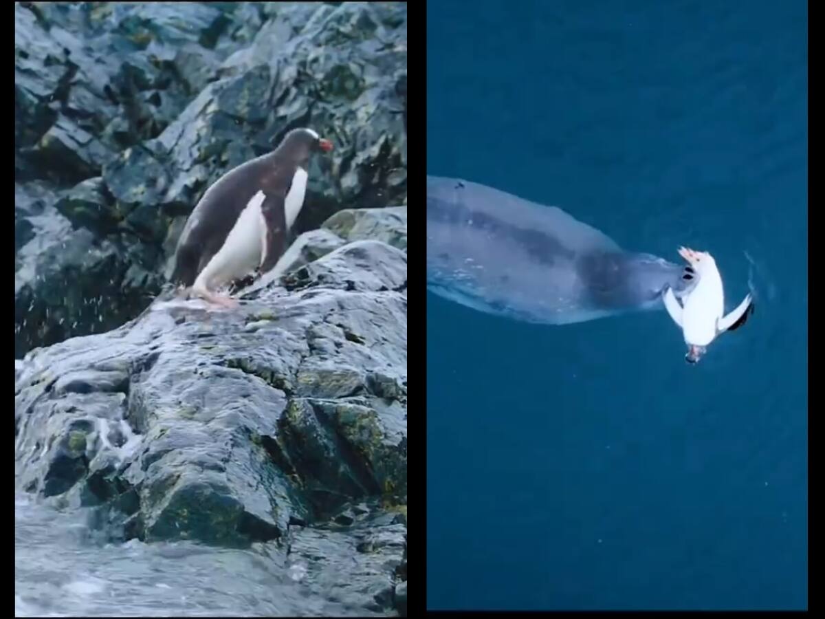Viral Video of Smart Penguin Escaping From Leopard Seal | பென்குயினை ...