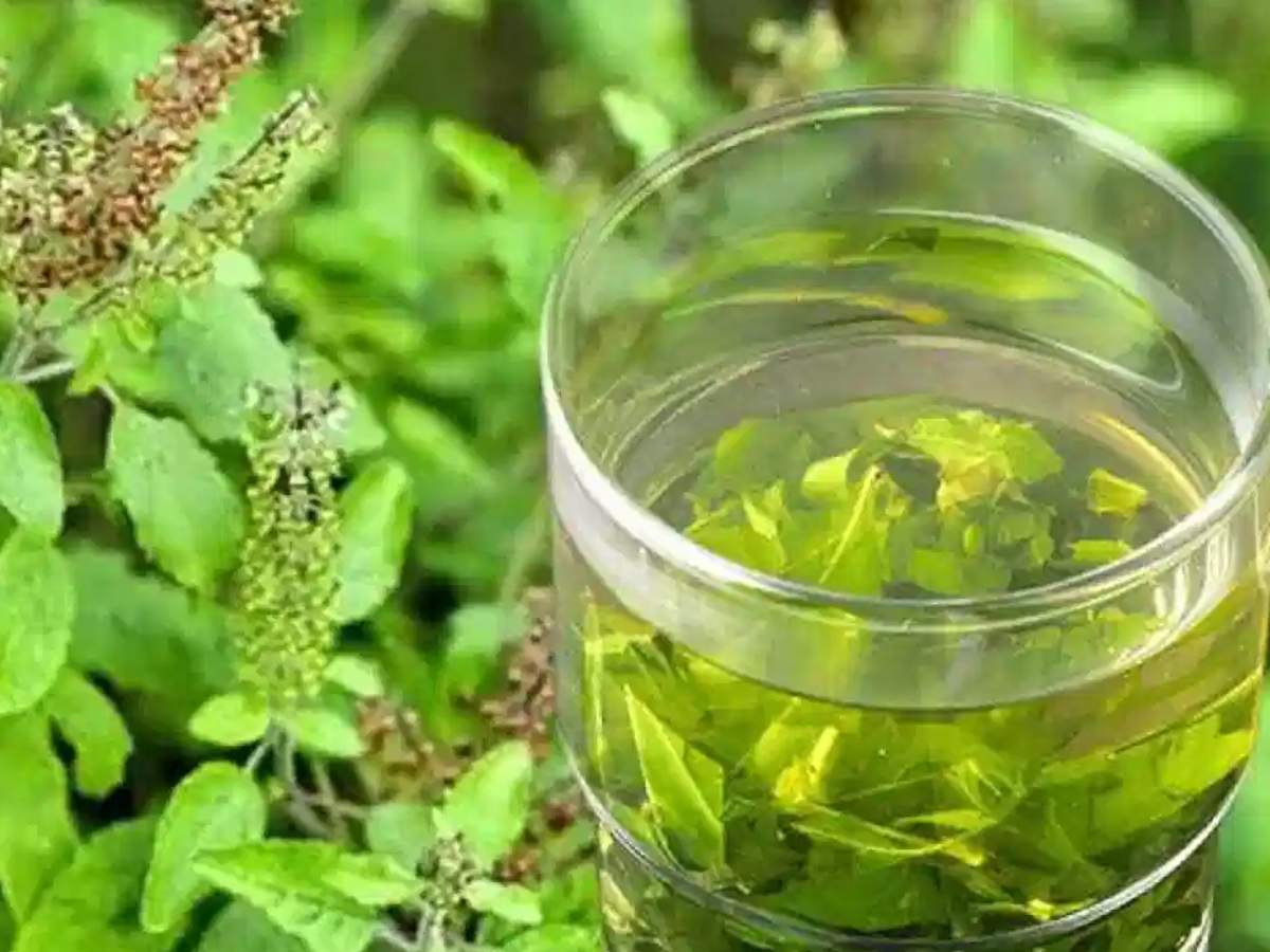 Benefits Of Drinking Tulsi Water In Every Morning | Tulsi water Benefits தினமும் காலையில் துளசி ...
