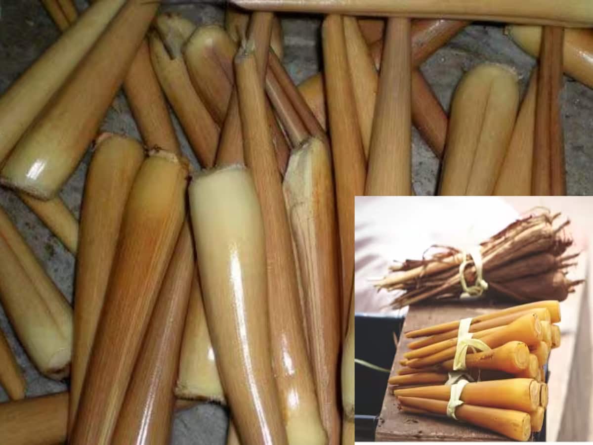 Huge Health Benefits In Palmyra Tuber Eat This Snacks With Your Friends ...