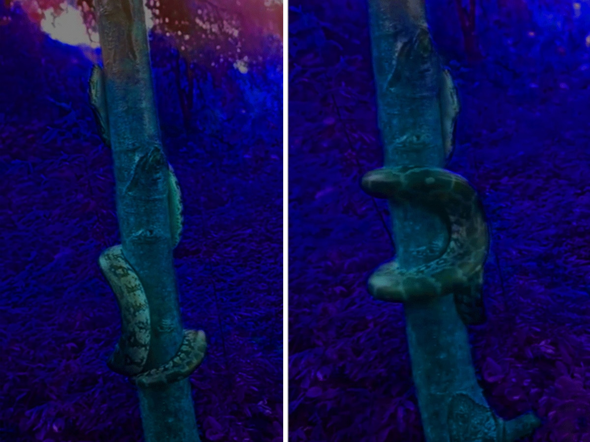 Dangerous Python Viral Video | ஆத்தாடி இவ்ளோ பெருசா...? எப்புட்றா ...