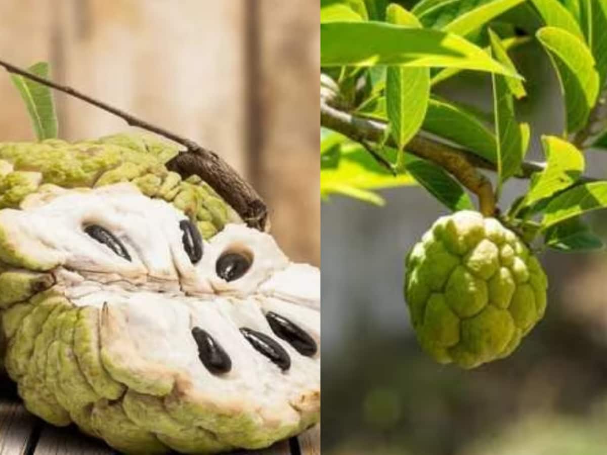 Drink Sugar Apple Juice Frequently You Can Get The Best Benefits Health ...