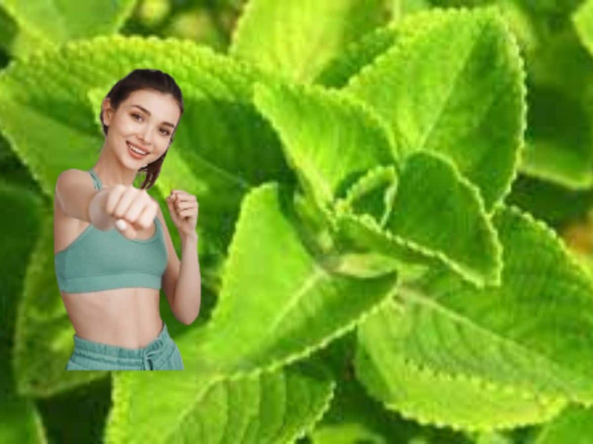 Herbal Plant Omavalli Karpuravalli For Ailment Cure | கற்பூரவள்ளியை ...