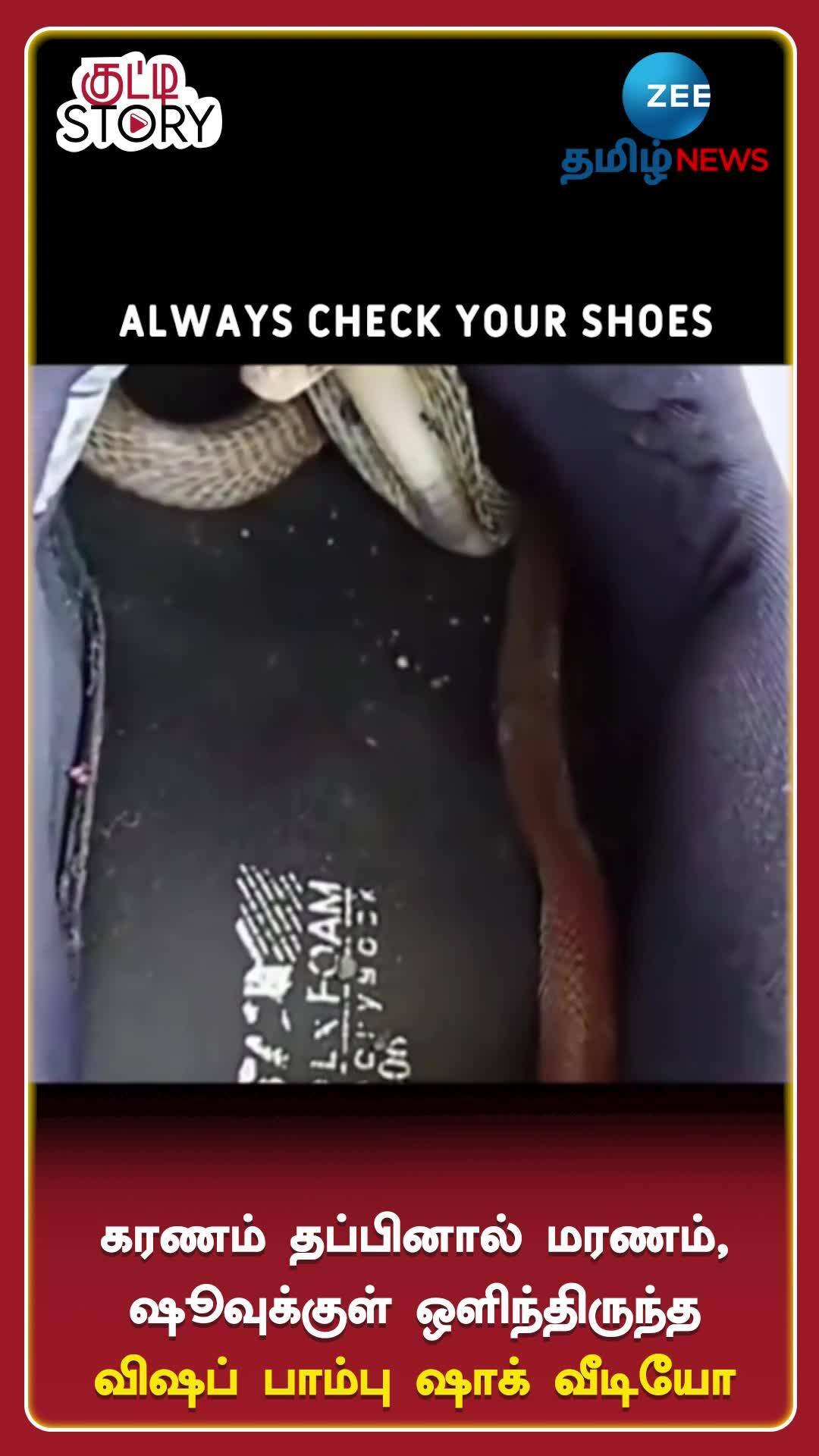 venomous cobra snake shelter inside shoe terrifying video goes viral ...