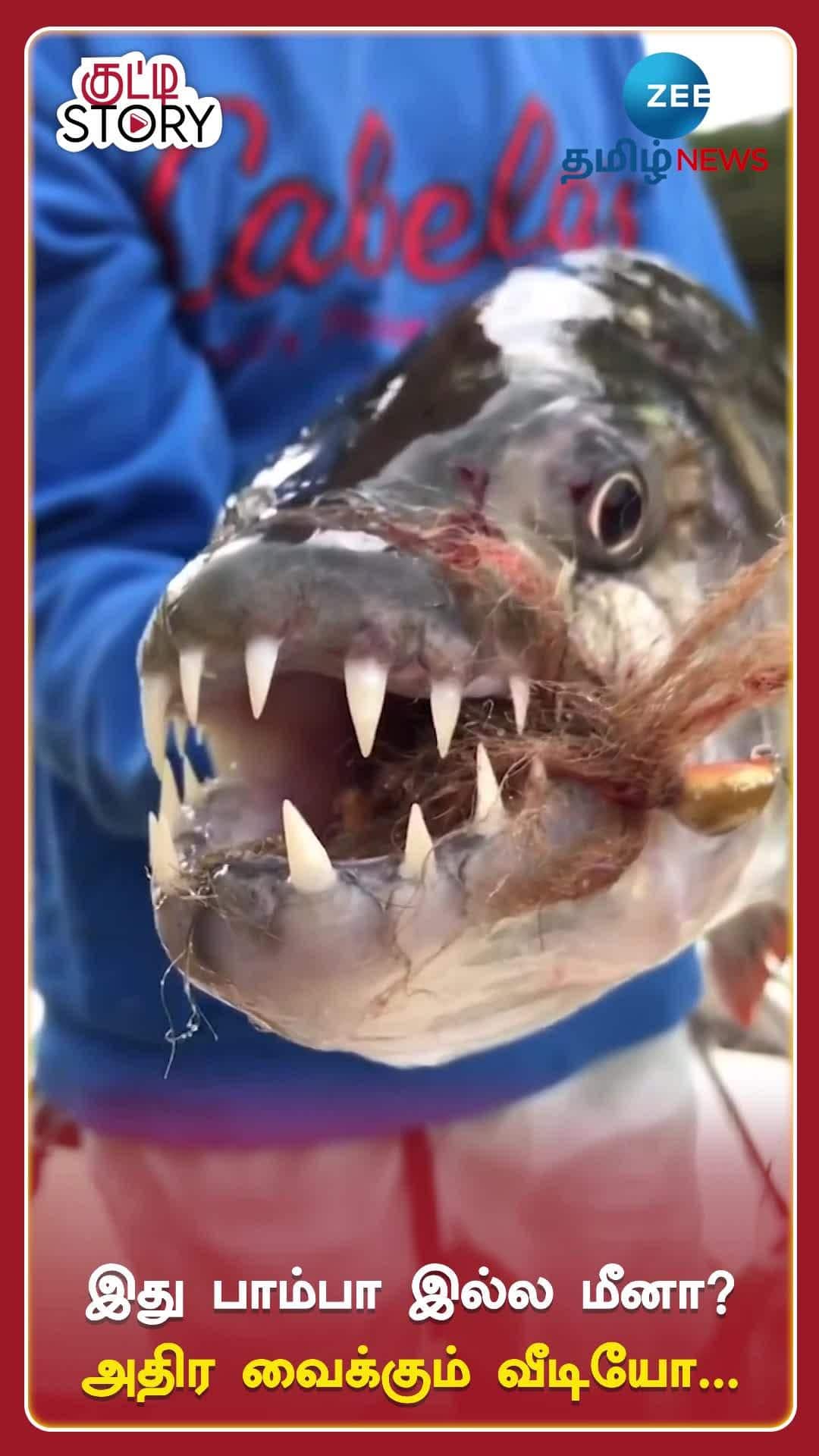 Bizarre fish nobody notice ever viral video of different fish which ...