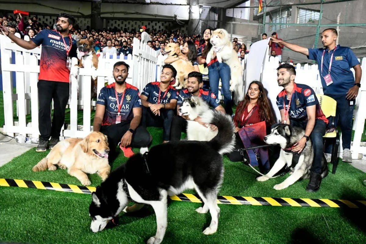 Now You Can Enjoy IPL Matches With Your Pets In Bangalore Chinnasamy ...