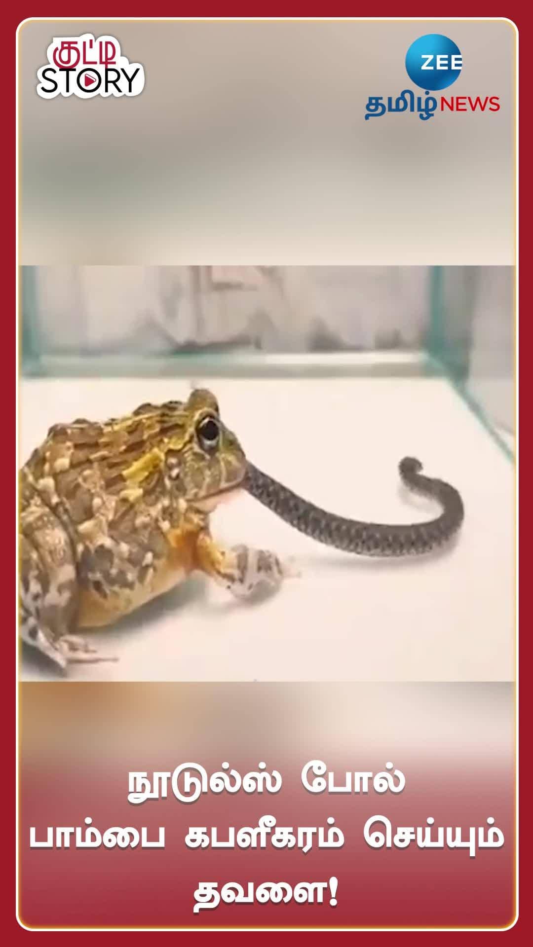 Bizarre Viral Video of Frog Swallowing a Snake | நூடுல்ஸ் போல் பாம்பை ...