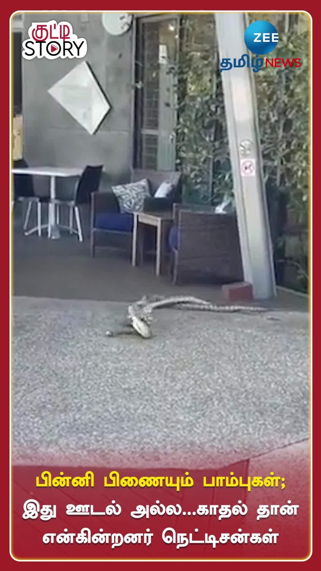 Snake Love Video | பின்னி பிணையும் பாம்புகள்; இது ஊடலா... இல்லை காதலா ...