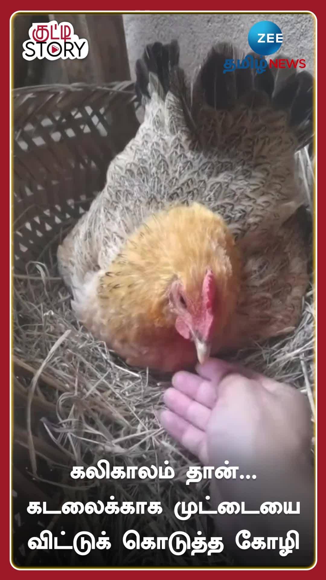 Viral Video of Hen Allowing To Steal Its Egg | கலிகாலம் தான் ...