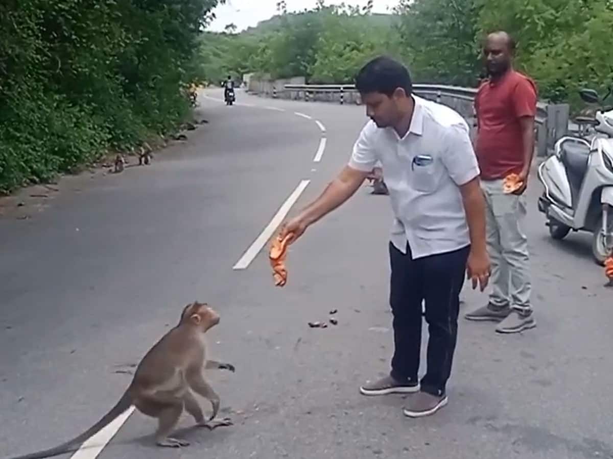 Amid High Heat Wave a Man helping monkeys by feeding food and water at ...