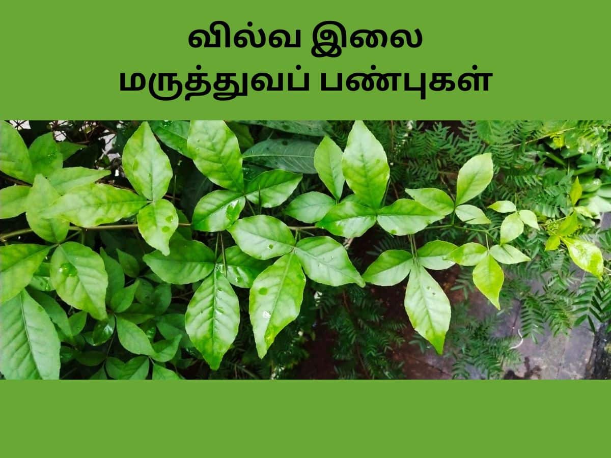 Magical Vilva Leaves Boost Health And Immunity | நோயெதிர்ப்பு சக்தியை வலுப்படுத்தும் வில்வ ...
