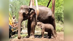 Animal rescue News in Tamil, Latest Animal rescue news, photos, videos ...