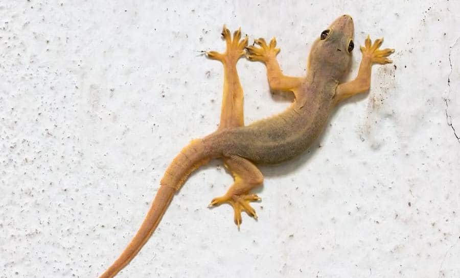 Do You Have A Lot Of Lizards At Home Follow These Steps | வீட்டில் ...
