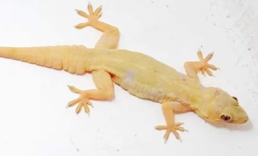 Do You Have A Lot Of Lizards At Home Follow These Steps | வீட்டில் ...