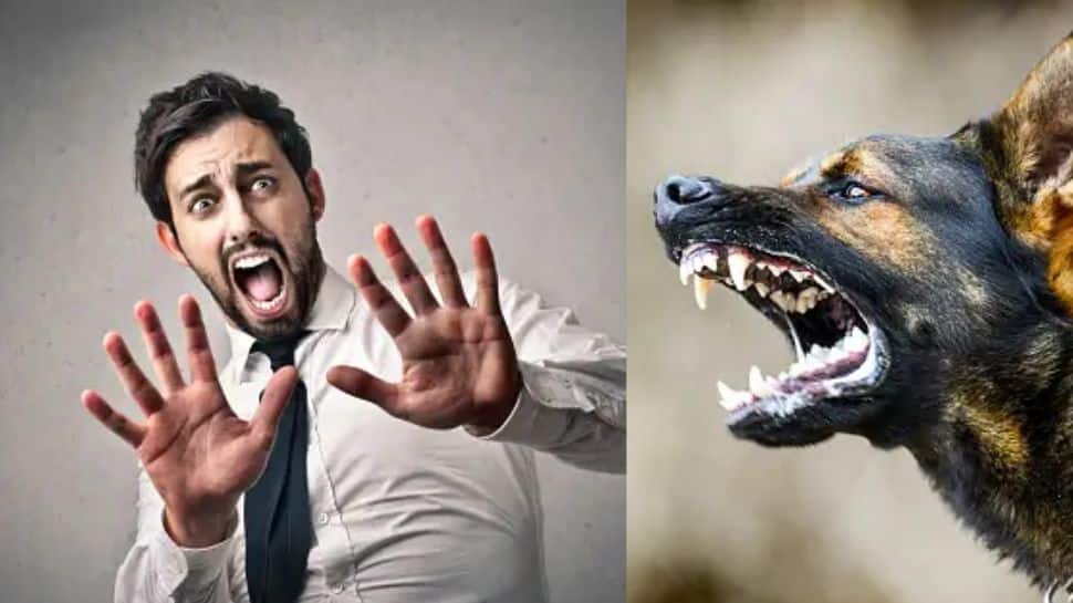 What To Do If A Street Dog Comes To Bite You Read These Tips To Protect ...