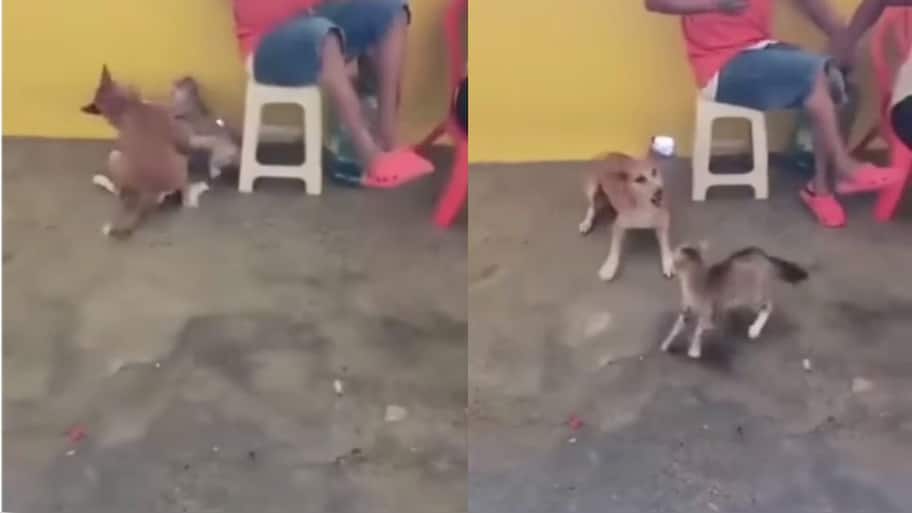 Funny Animal Viral Video: Cat, Dog Scary Fight | நாயை நாக் அவுட் செய்த ...