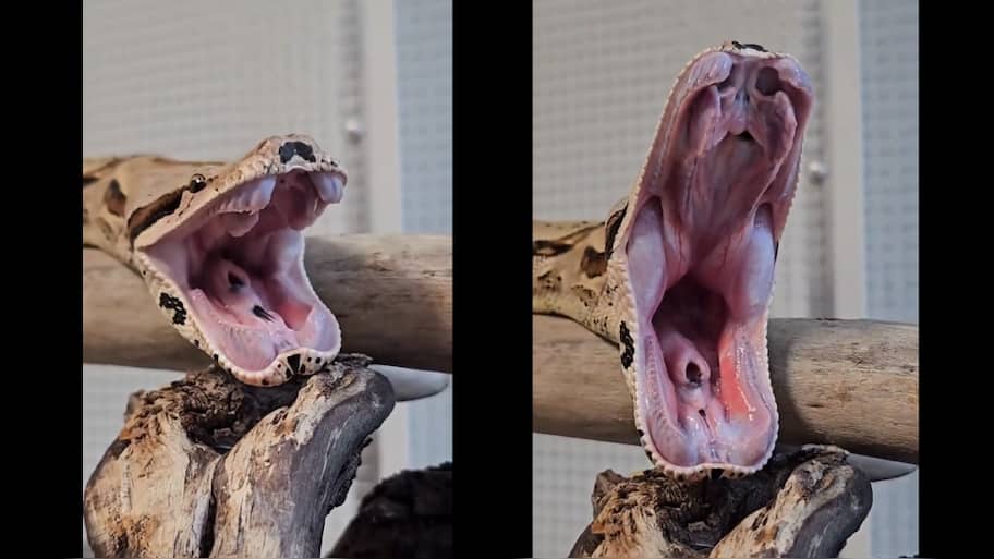Trending Viral Video of Yawning Snake | Viral Video: பாம்பு கொட்டாவி ...