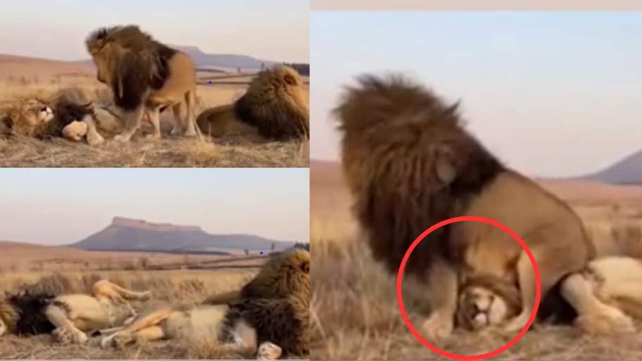 Viral Video Of A Lion Disturbing Its Sibling By Sitting On His Face ...