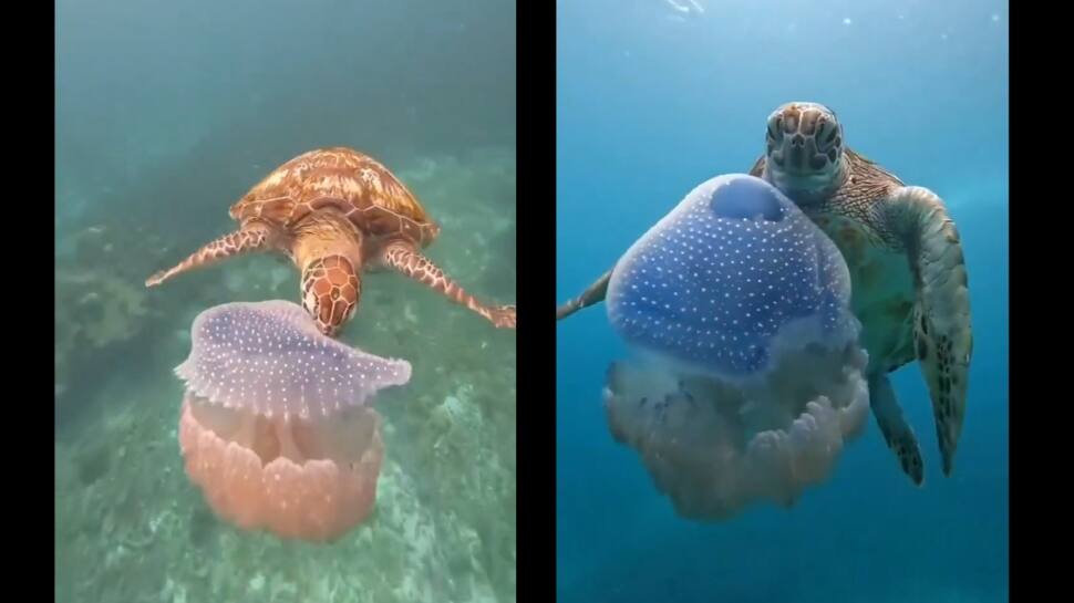 Interesting Viral Video of Tortoise Enjoying Eating a Jelly Fish ...