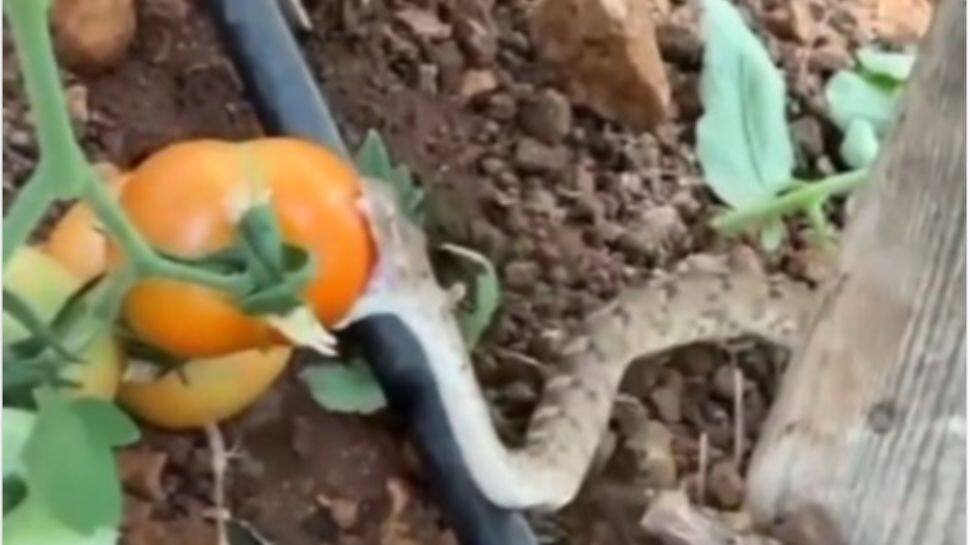Did a Snake Bite Make Tomatoes Poisonous? Viral Video Explained ...