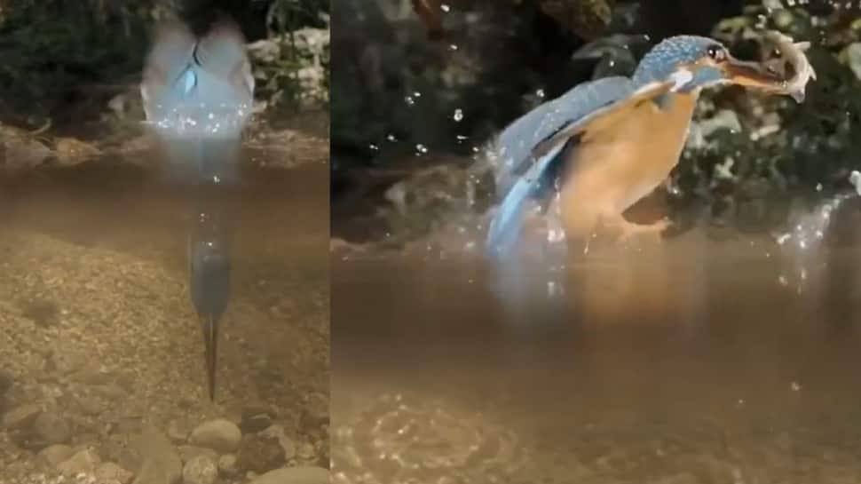 Amazing Viral Video of Kingfisher Hunting a Fish | ஆற்று நீரில் ...