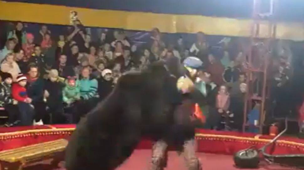 Shocking Circus Incident: Bear Attacks Trainer During Performance ...