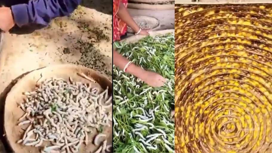 How Silk Is Being Made Watch This Viral Video To Know It | பட்டு எப்படி ...