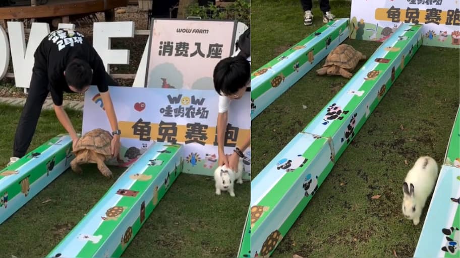 Rabbit Tortoise Running Race In Real See Who Won The Match In This ...