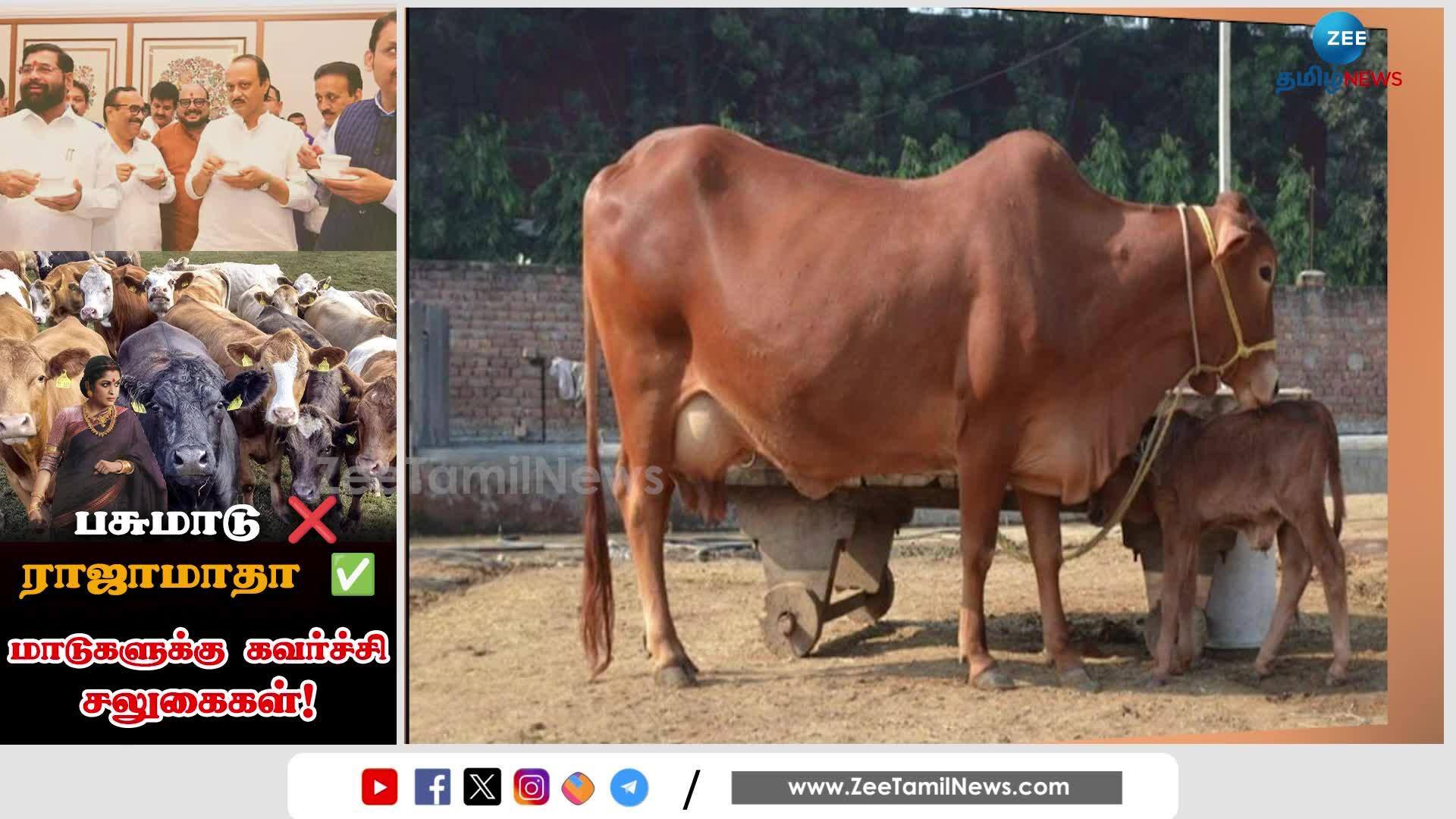 Cow Announced As Rajamadha In Maharashtra See The Political Benefit ...