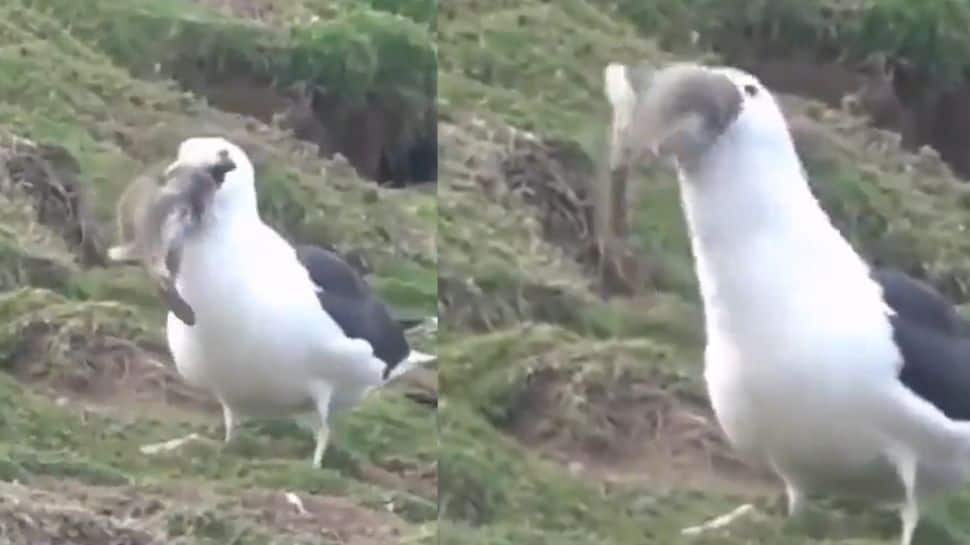 Viral Video Shows Seagull Swallowing a Rabbit Whole Shocking Viewers ...
