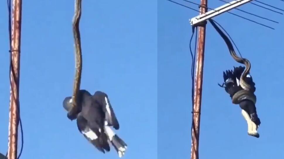 Viral Video Snake Caught Crow In Mid Air By Hanging In Pole Google ...