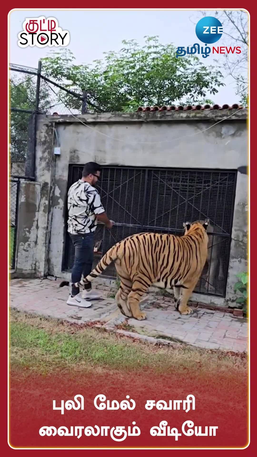 Viral Video Of Tiger Pakistan Social Media Influencer Google Trends ...