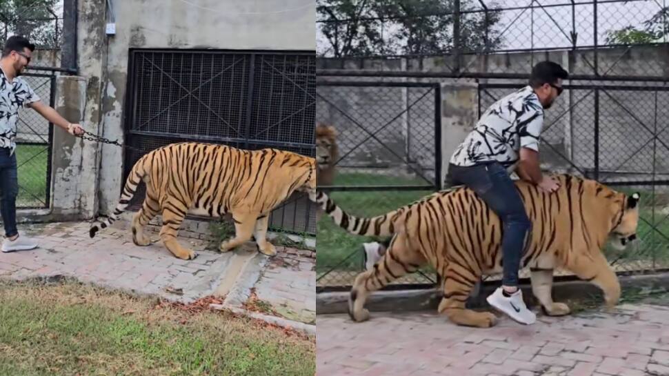 Pakistani Man Rides Tiger And Tied With Chain Instagram Viral Video ...