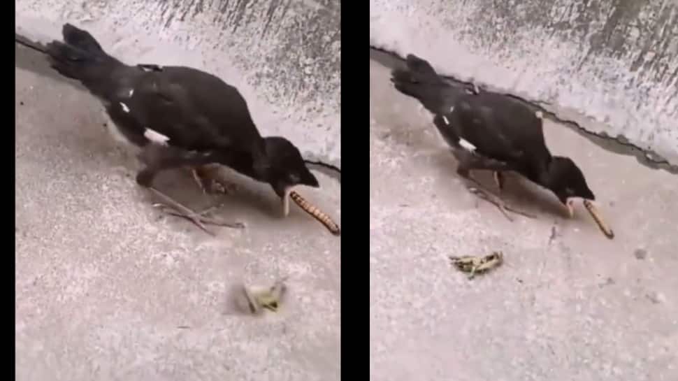 Fuuny Viral Video of Confused Baby Bird Struggling to Catch a Worm ...
