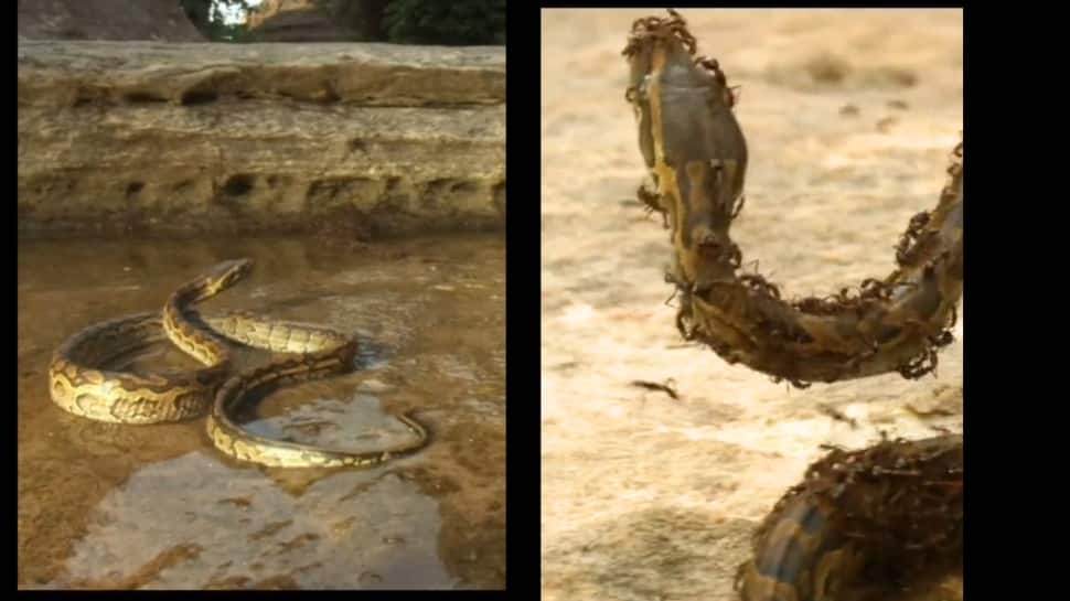 Watch Viral Video of Deadliest Attack of Ants Killing a Python ...