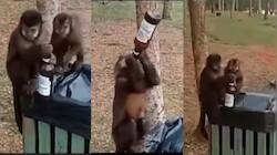 monkey video News in Tamil, Latest monkey video news, photos, videos ...