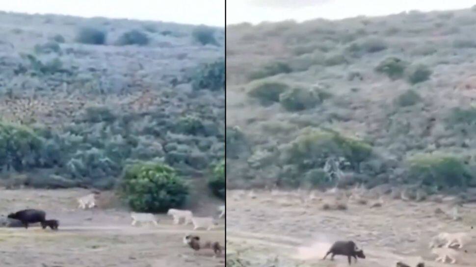 Buffalo Turns Yamraj To Save Calf From Lions: See Viral Video Here ...