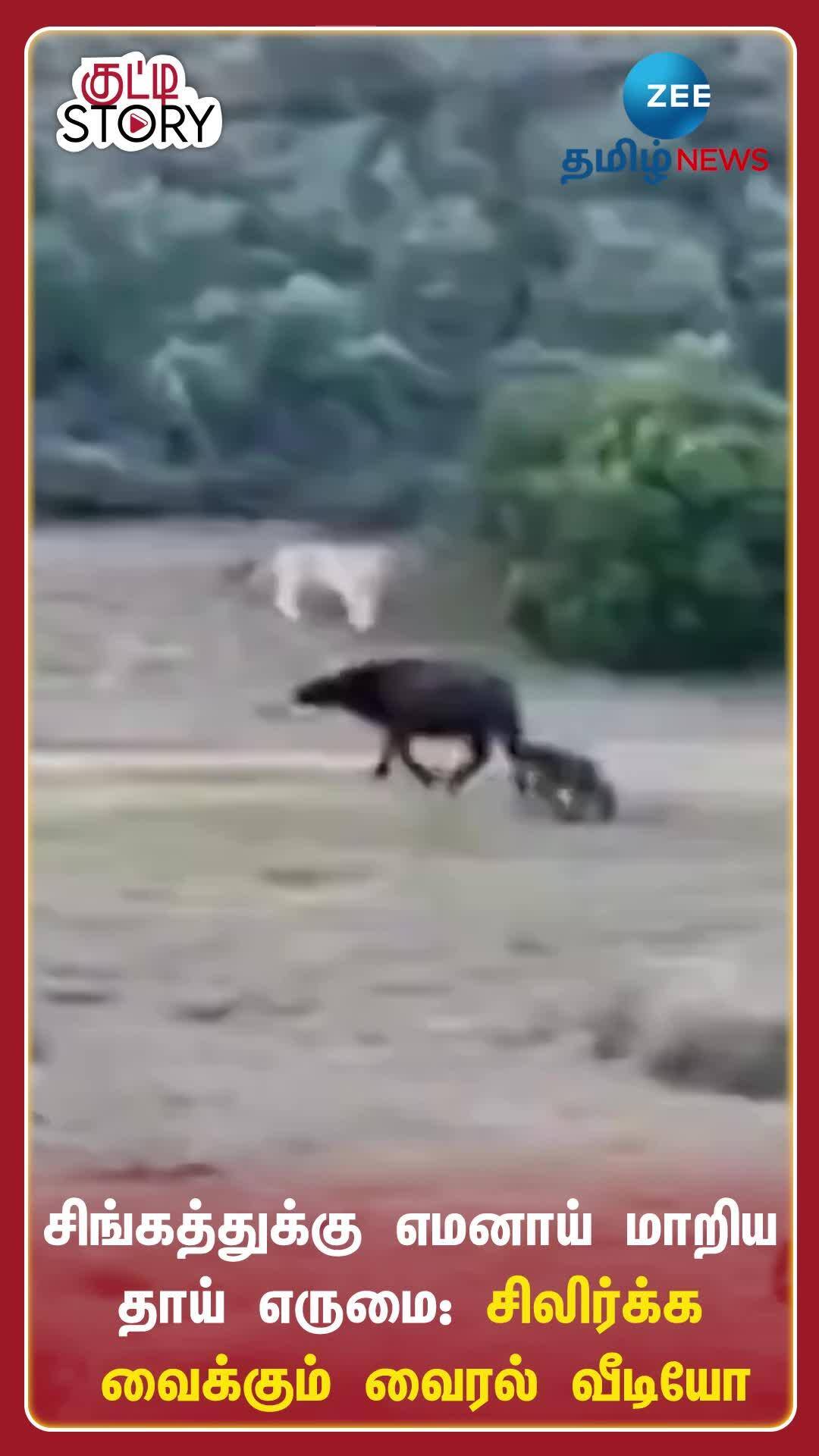 Buffalo Turns Yamraj To Save Calf From Lions: See Viral Video Here ...