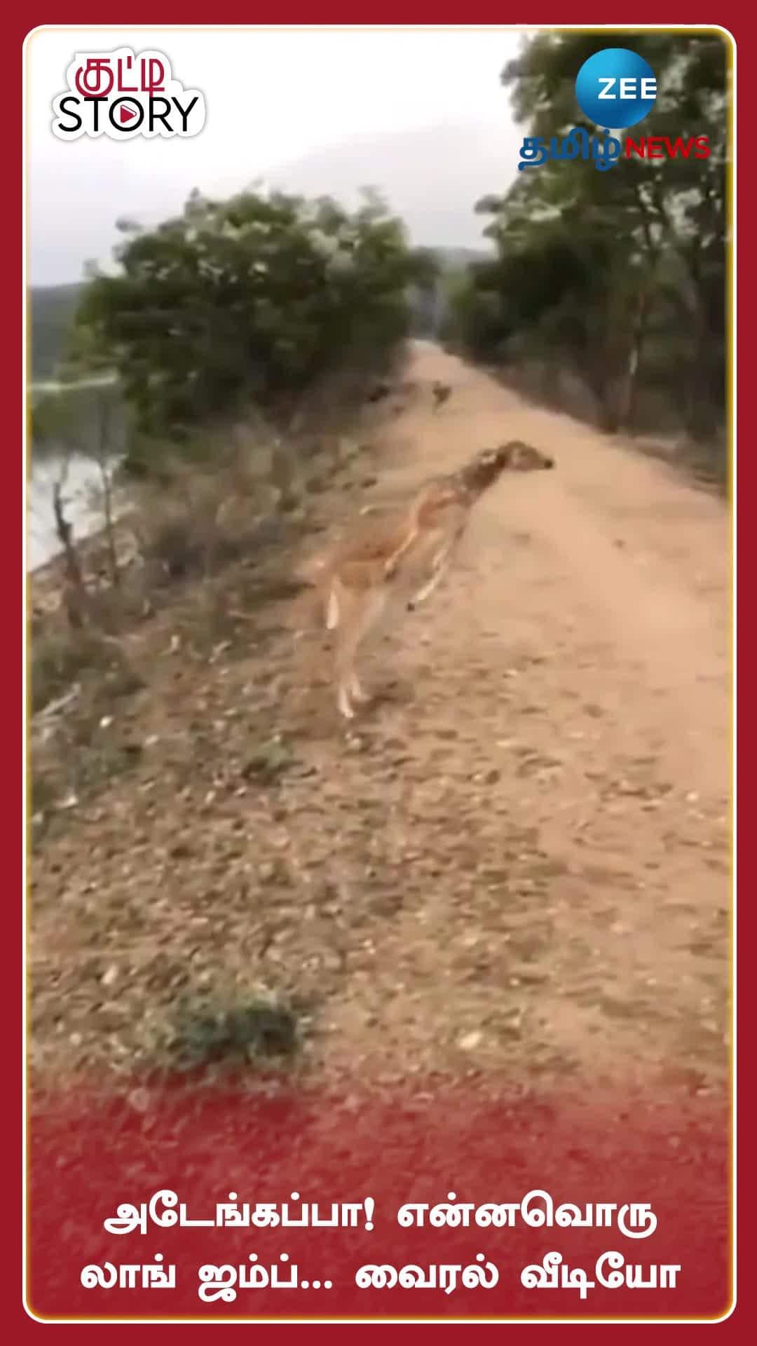 Longest Jump Of Deer Goes Viral Google Trends | அடேங்கப்பா! என்னவொரு ...