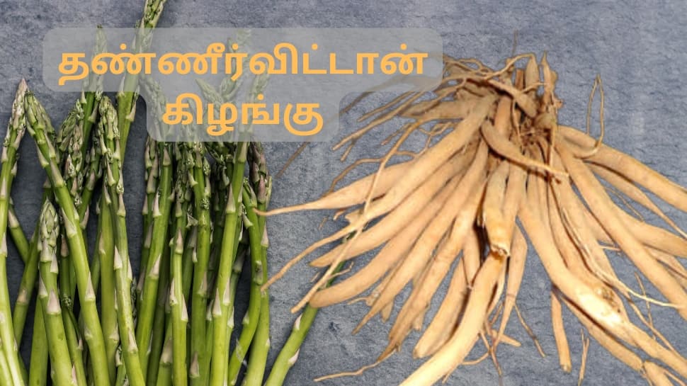 Surpirising Medicinal Properties of Shatawari or Thanneer Vittan ...