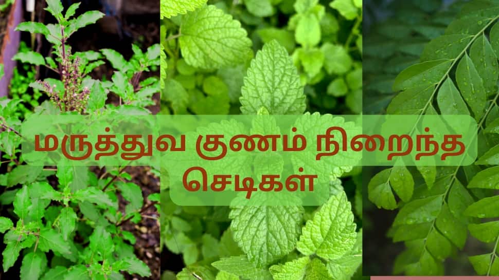 Medicinal Plants That Are very helpful in Treating Many Common Health ...