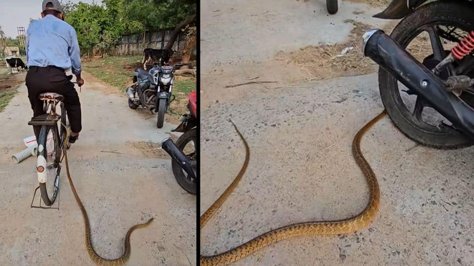Viral Video Of Snake In A Bicycle Riders Carrier Trying To Get Away ...