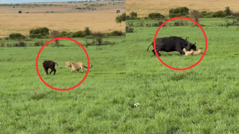 Amazing Viral Video Of Bison Defending Its Cub In Front Of Rongai Sub ...